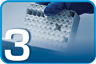 Bacterial Culturing From Glycerol Stocks | Esco Lifesciences