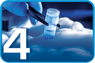 Bacterial Culturing From Glycerol Stocks | Esco Lifesciences