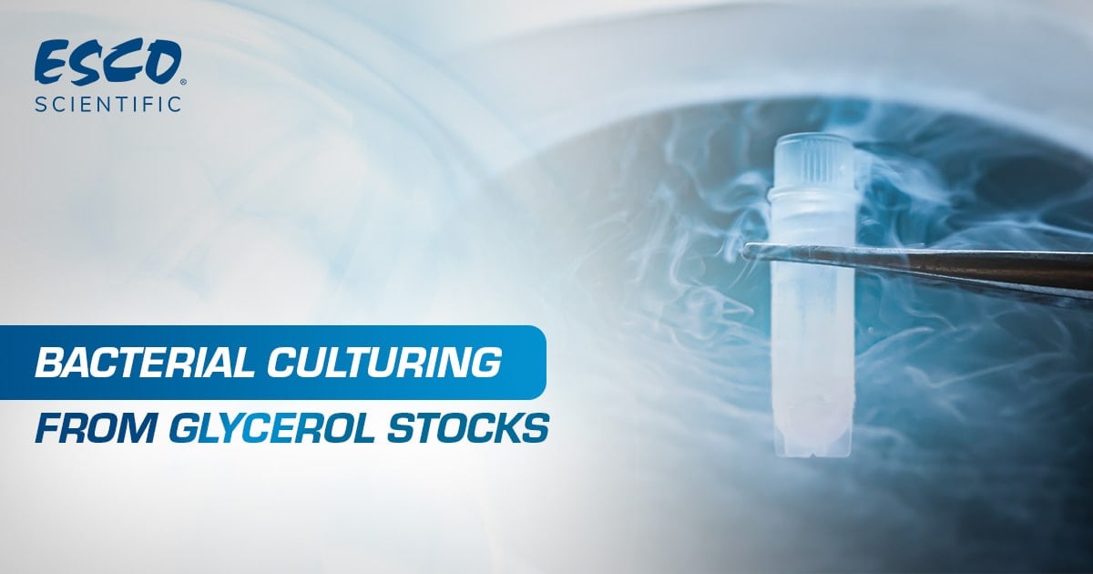Bacterial Culturing From Glycerol Stocks | Esco Lifesciences