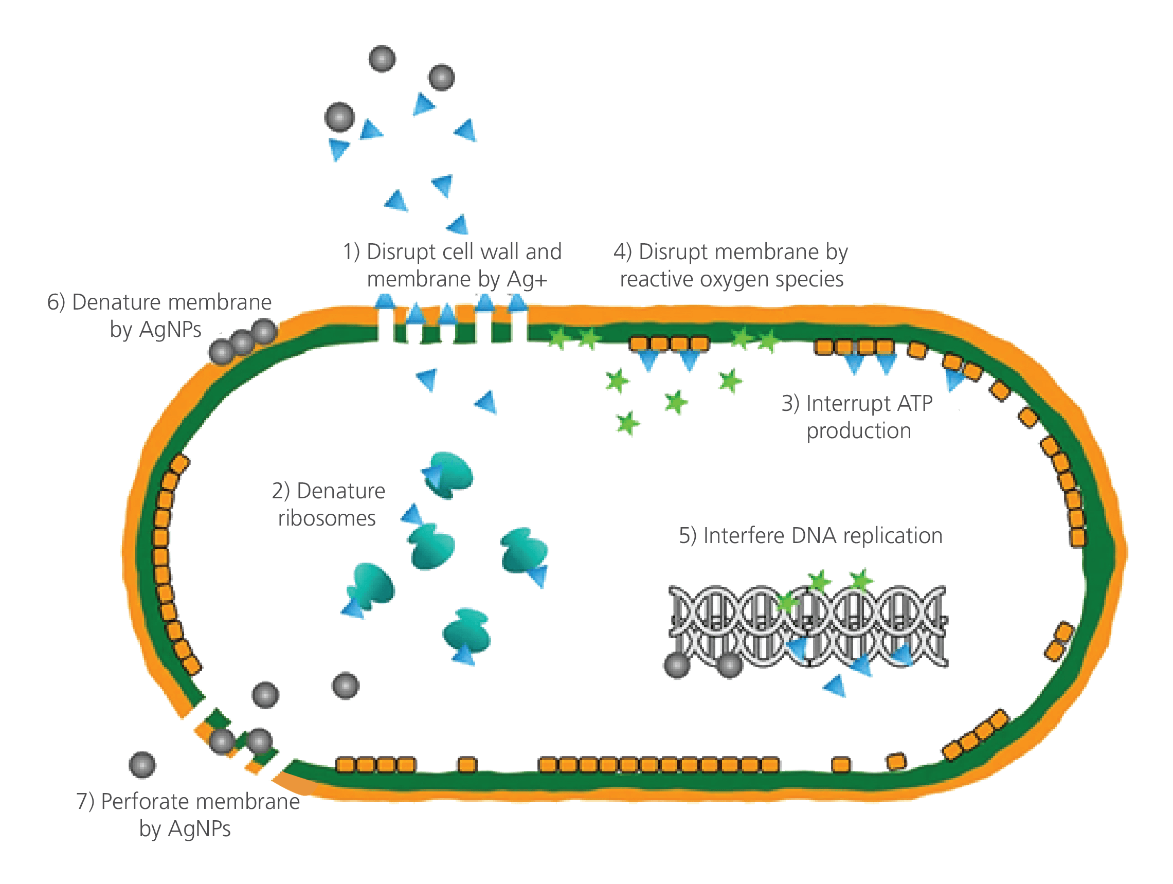 Ag vs. Cu: Which is the Superior Antimicrobial? | Esco Lifesciences